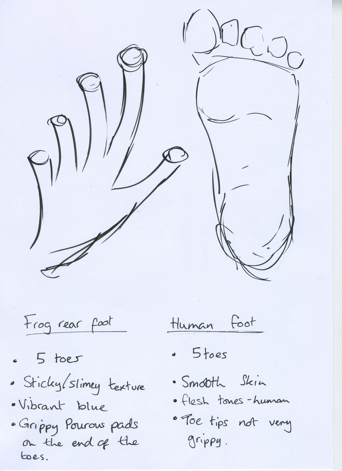 SkyGecko: Human/ Frog Hand,Feet Comparison