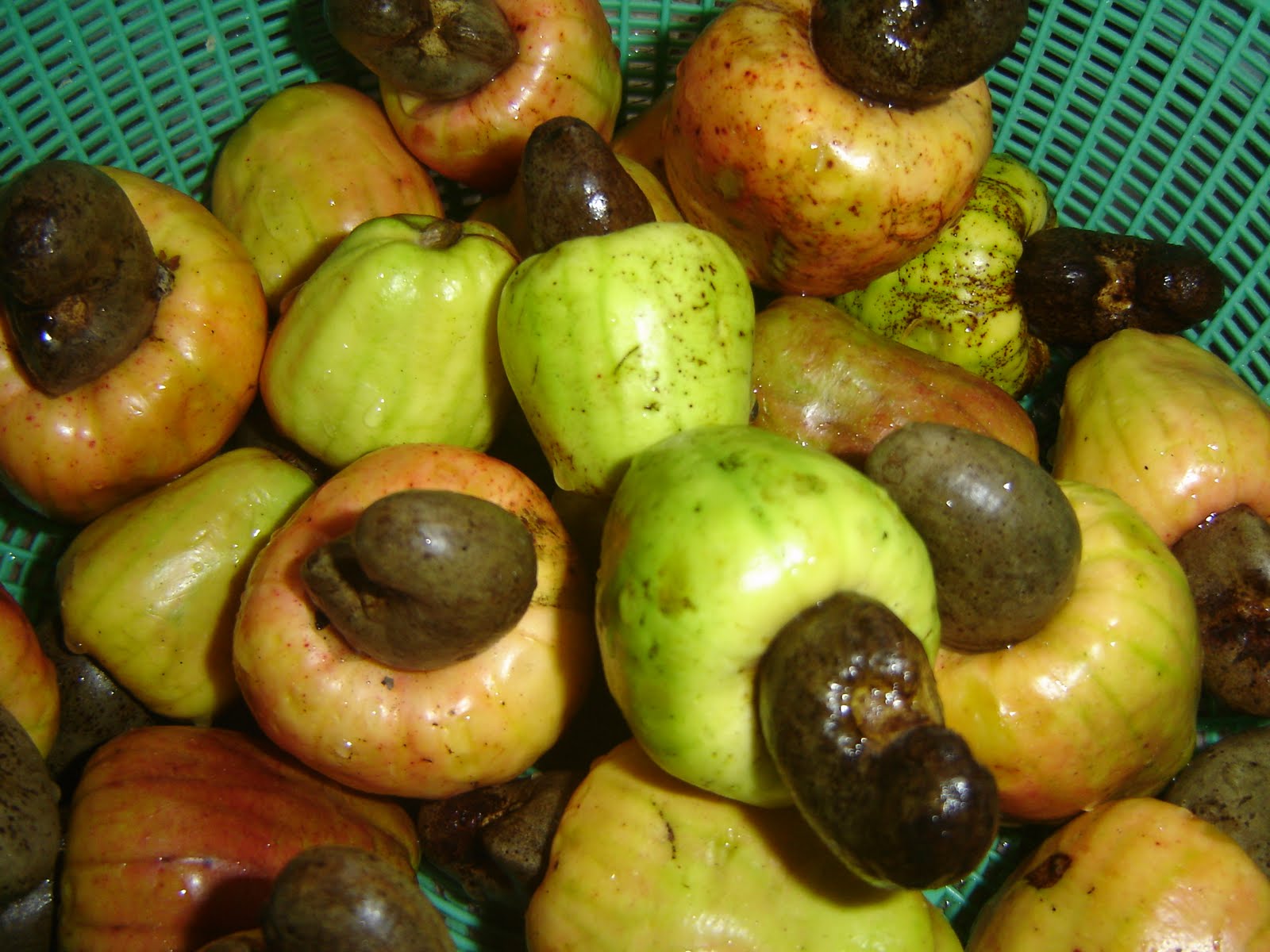 ~ CHUKAI WITH LOVE ~: Jambu Golok @ Gajus