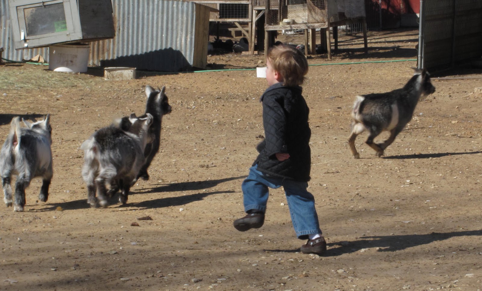 Garden Tours 25 cents: Home Again Home Again