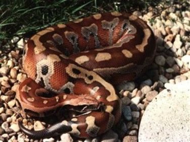 iReptile Rescue: Sumatran Blood Python