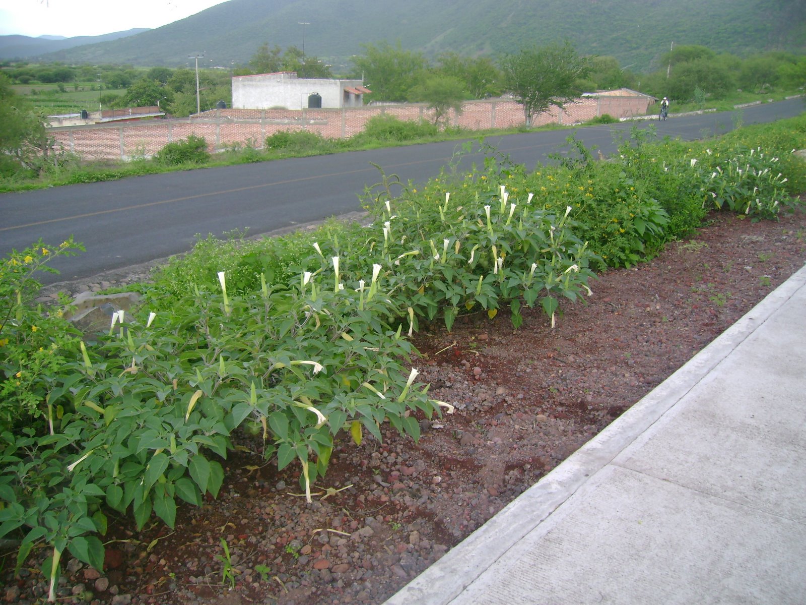 PAJACUARAN MICHOACAN MEXICO .: PAJACUARAN,MICHOACAN,Y EL FAMOSO " TOLOACHE"