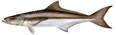 Sharkbait: Cobia
