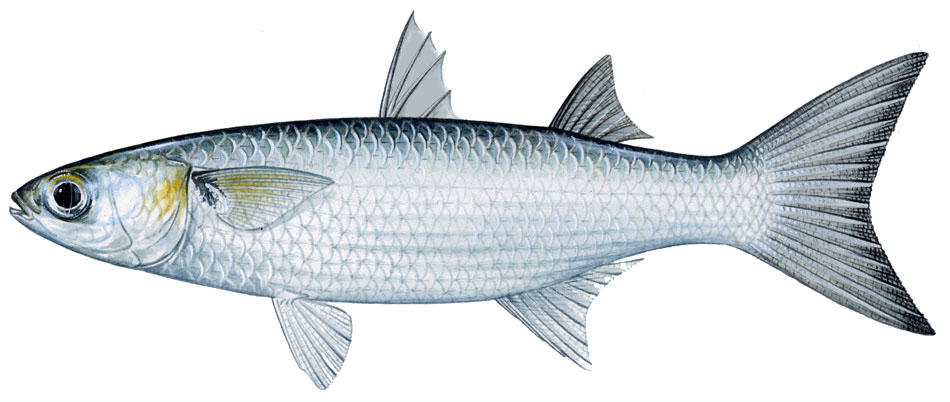 Sharkbait: Fantail Mullet