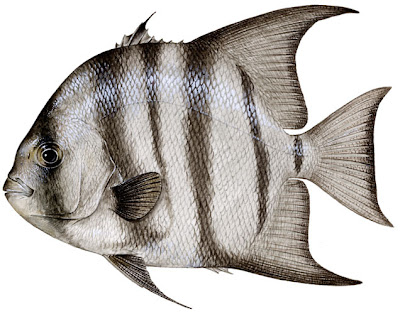 Sharkbait: Atlantic Spadefish