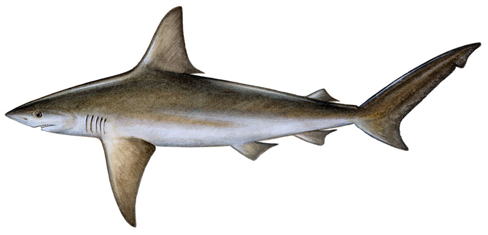 Sharkbait: Sandbar Shark