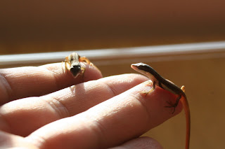 Small Pet Care: Long Tail Grass Lizards and Anoles: Reptile Baby ...