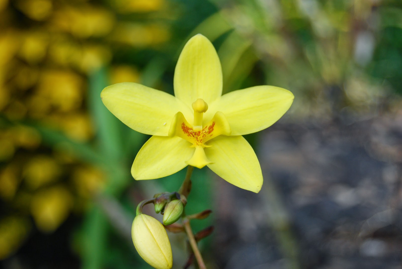 Eyes of the Empress: The Land of Orchids...