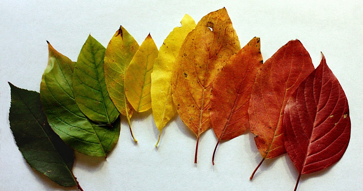 Everyday Art: Things to do in the fall #6