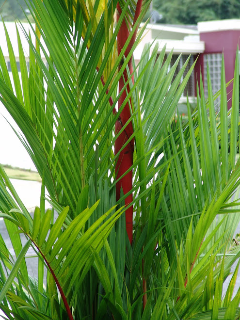 Rare,Exotic and Unusual Palms