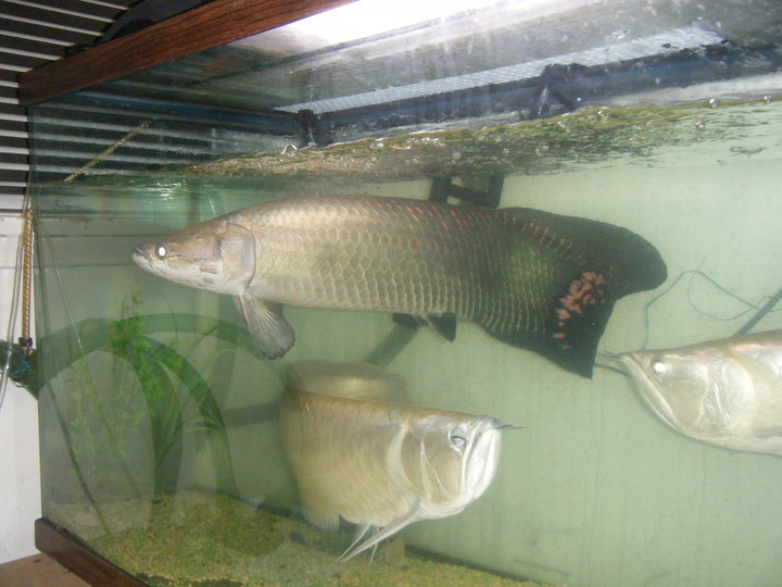 Amazing Fish: Arapaima