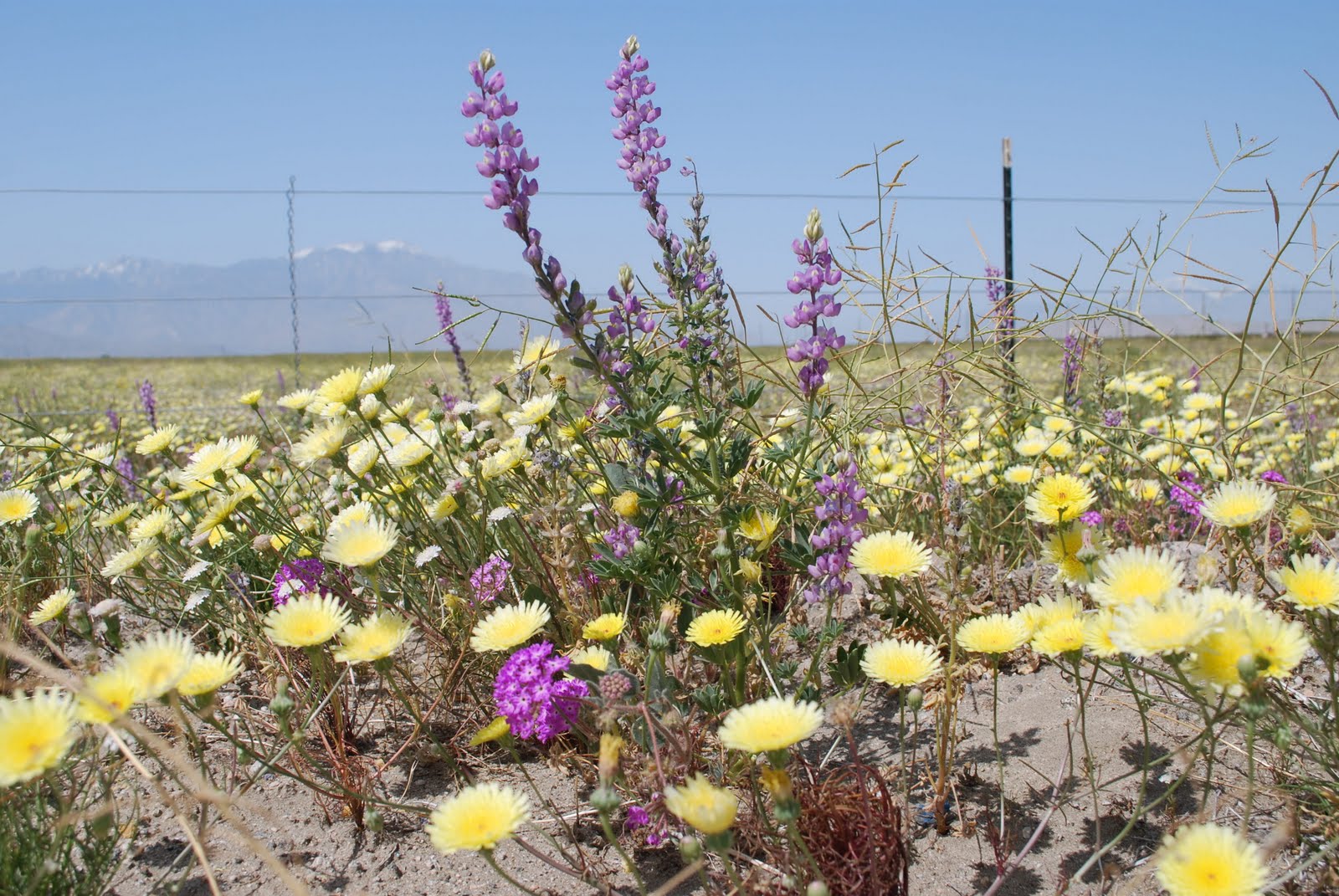 desertsouthwest: Desert wildflowers~Scenic Sunday 032810