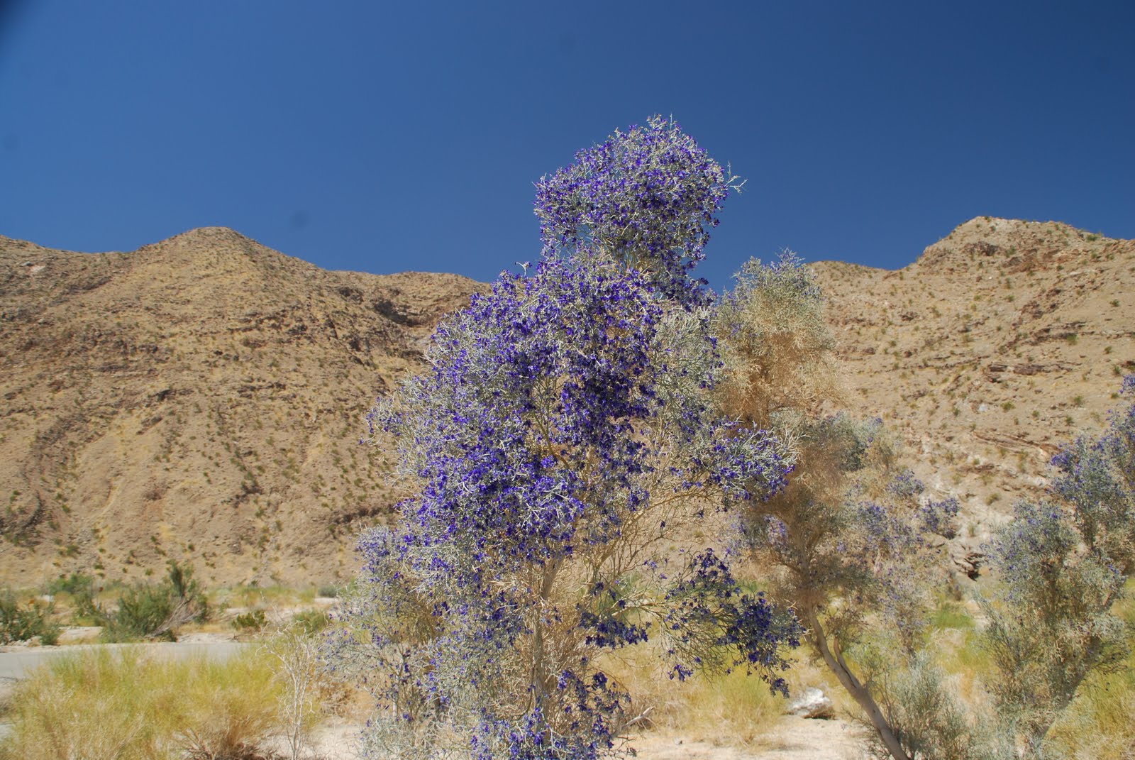 Desert Garden: Smoke tree blossoms~Today's Flowers 062710
