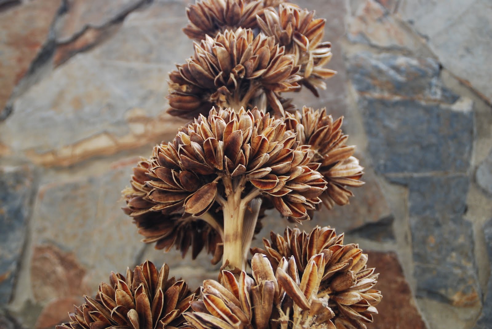 Desert Garden: Dried agave blossom~Today's Flowers 081510