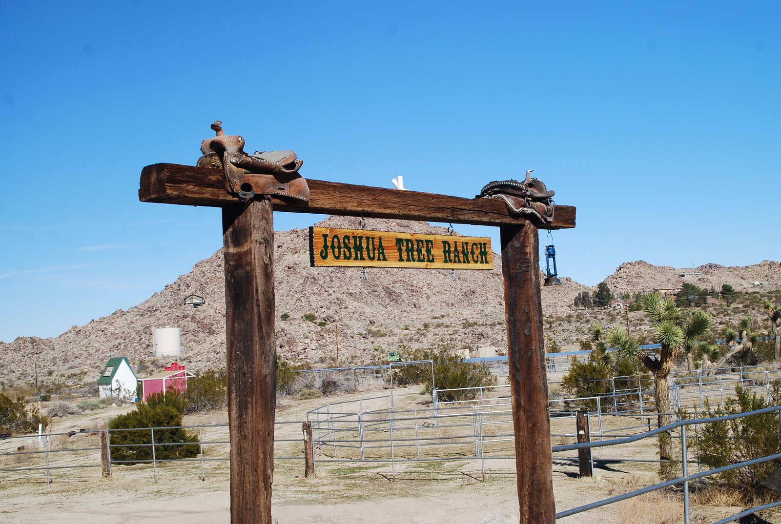 desert horses: Want a saddle??? Joshua Tree Ranch