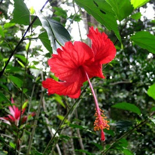 orquidia: FLOR DE AVISPA