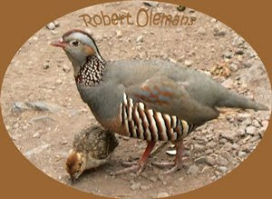 Vida de Sol en Tenerife: Jolie perdrix gambra