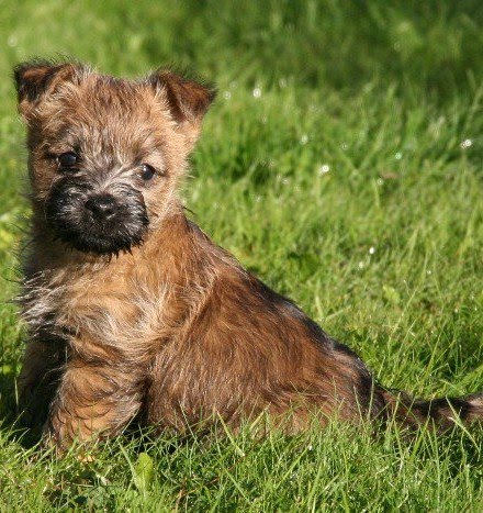 Morpheus: RUTHS NYDELIGE VALPER