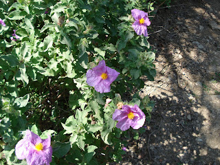 Labdanum or ladanum of Cistus Incanus Creticu / Cistus Incanus Tea from ...