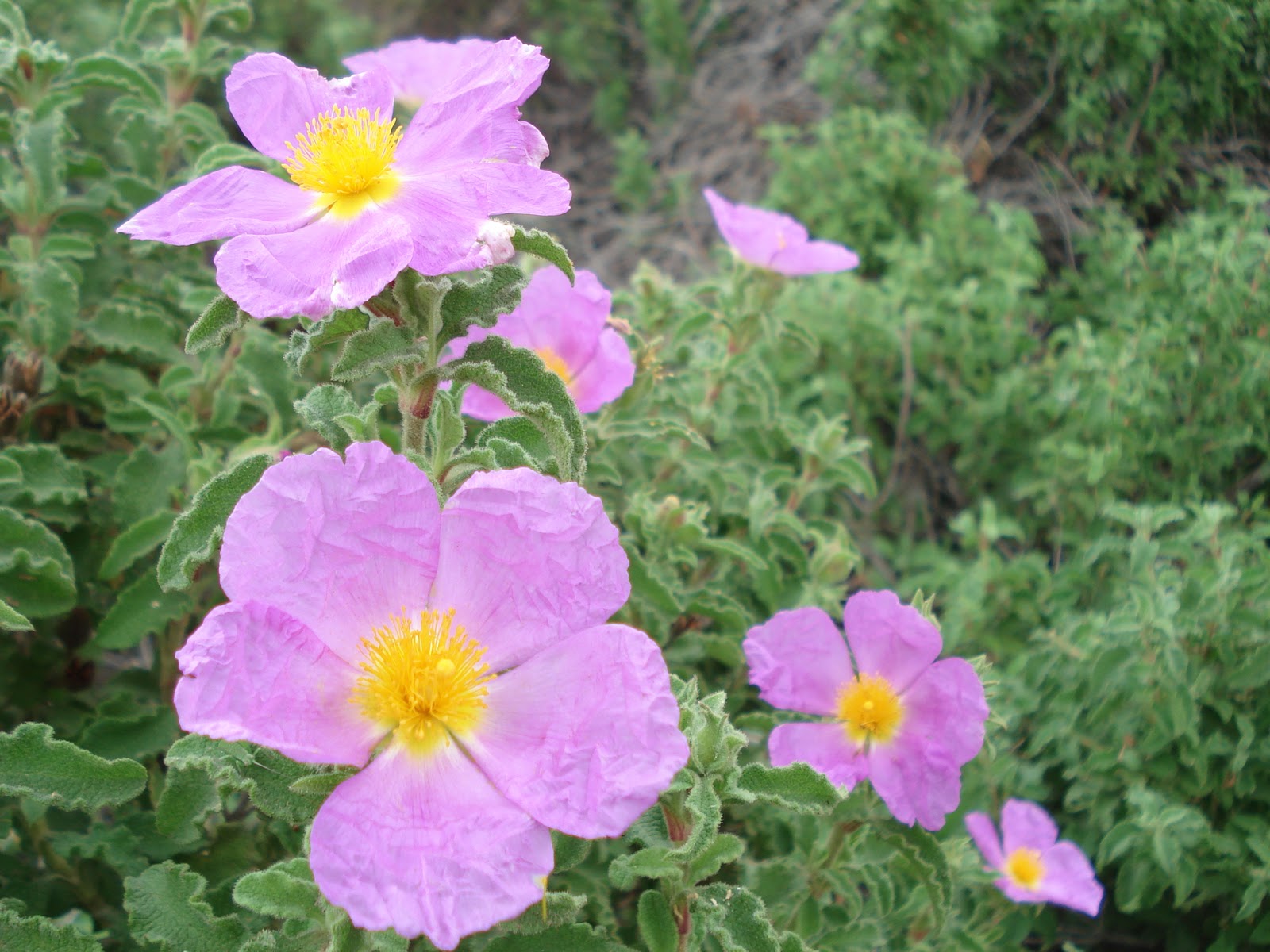 Labdanum of Cistus Incanus Creticus from Crete.: CISTUS CRETICUS SPP ...