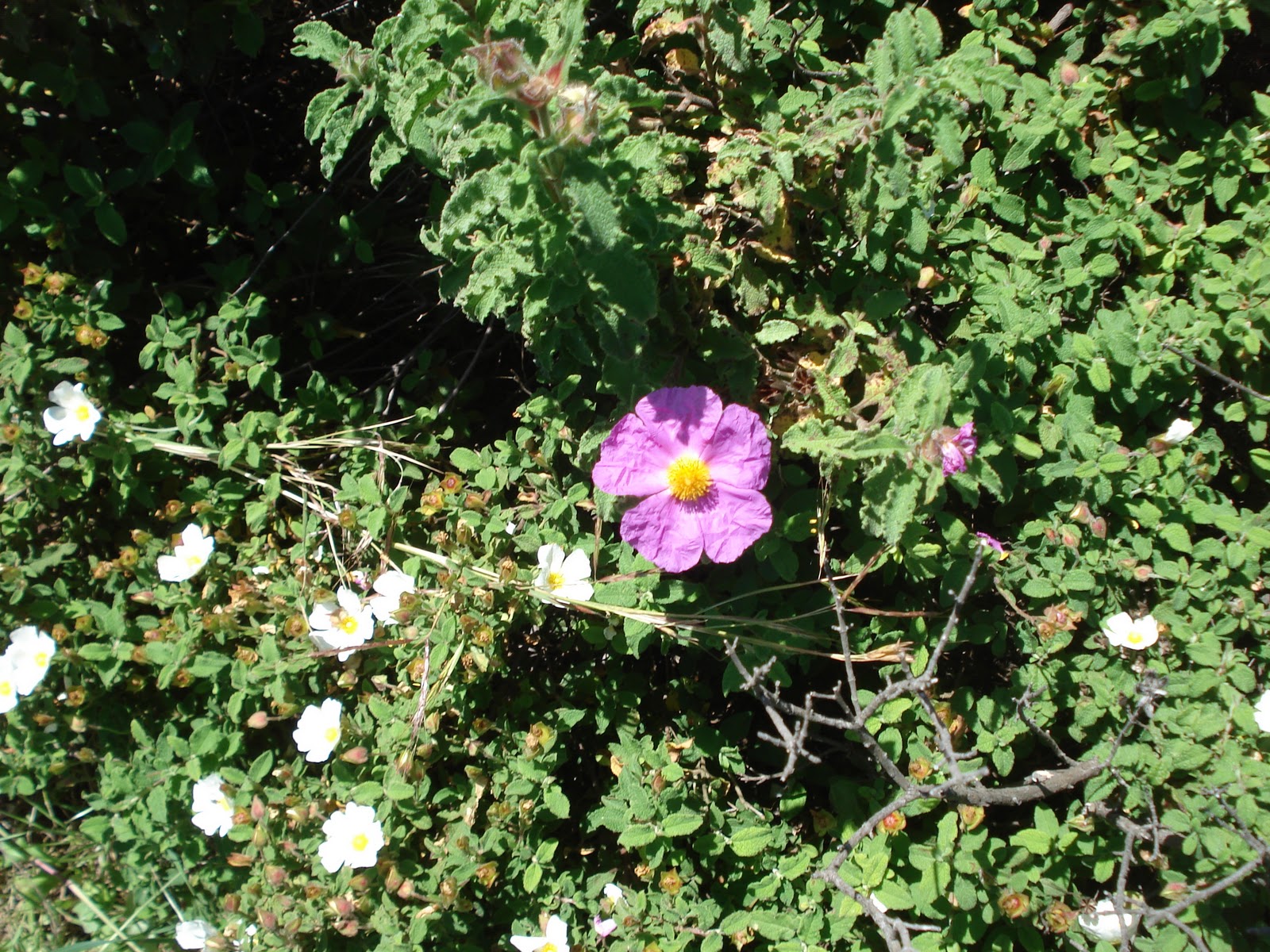 Labdanum of Cistus Incanus Creticus from Crete.: Modern Medical Uses of ...