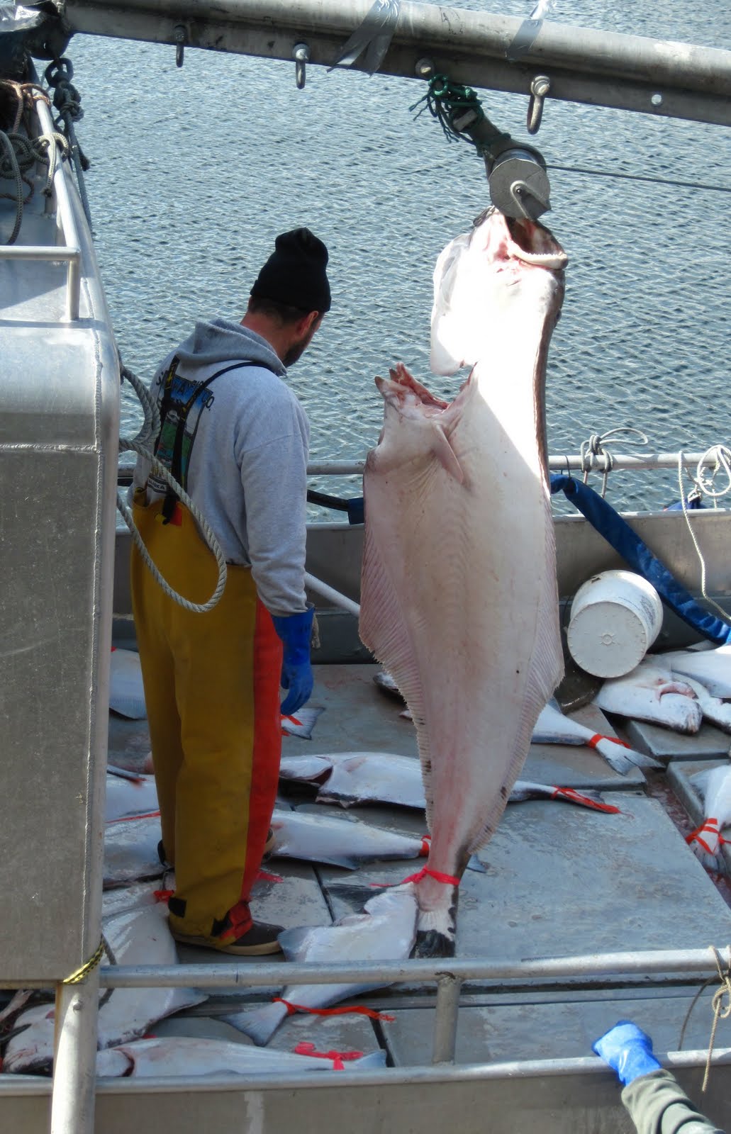 Travels of Jackie and Randy: Sunday May 2, 1010 - Halibut!