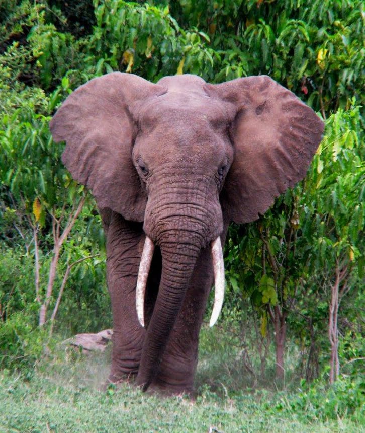 Quick Brown Fox: "Trunk debunked," a short story by Tammy Rutledge