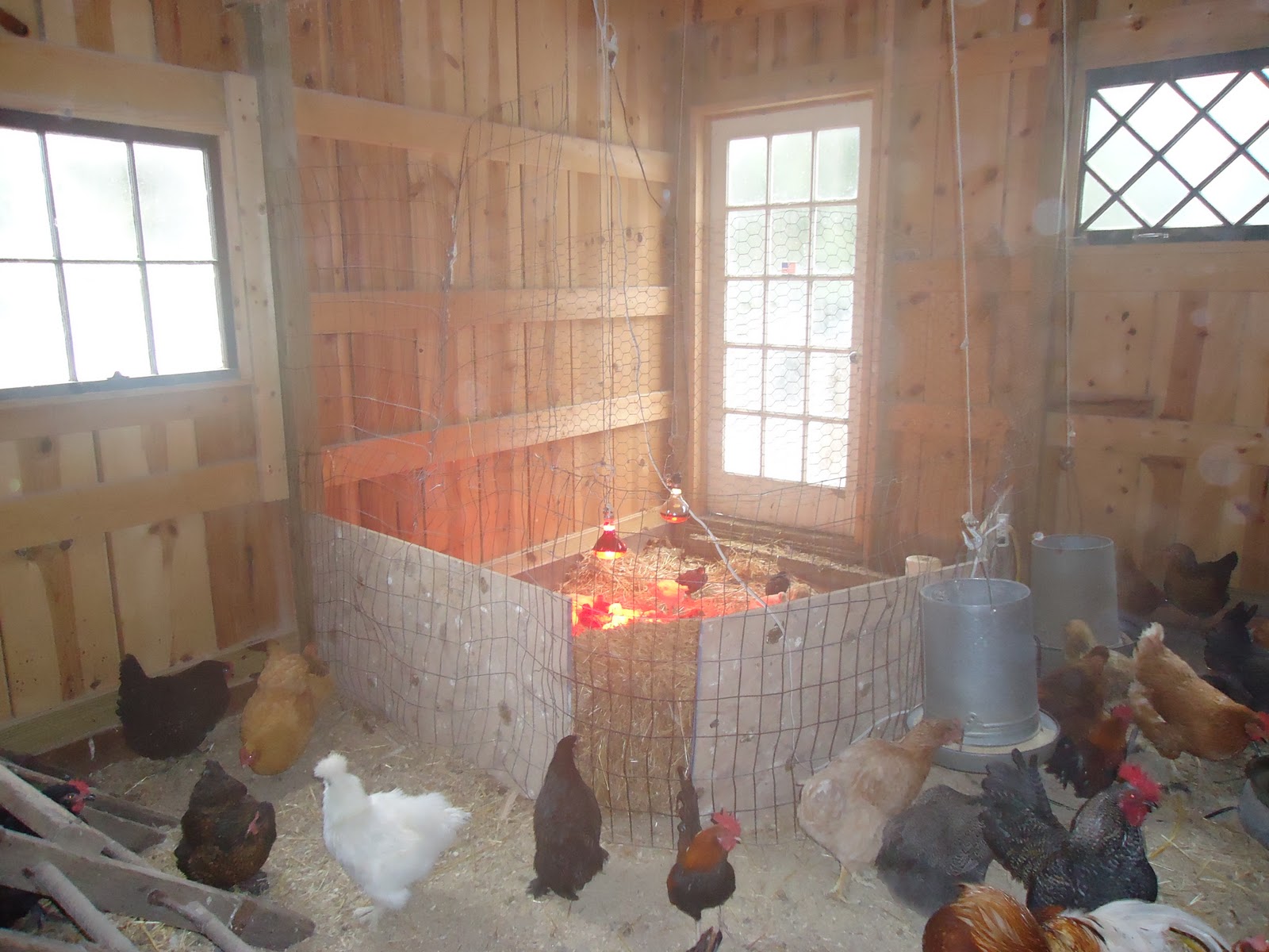 Curly Girl Farm: Chicken Hotel