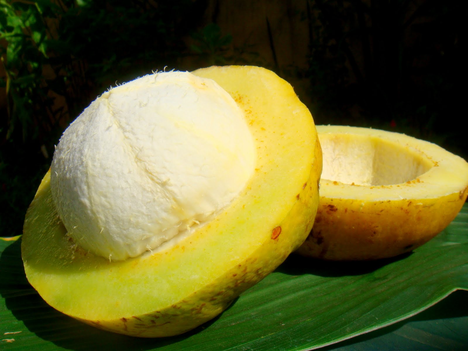 come-se: Bacuri da Ilha do Marajó vira doce de cortar