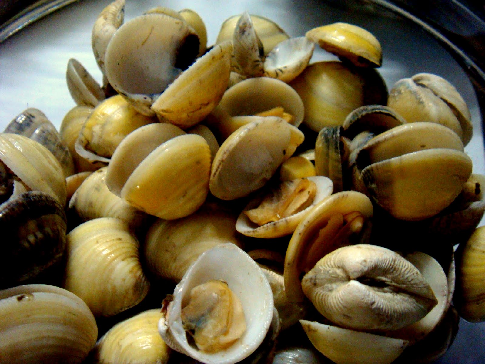 come-se: Berbigão - um molusco na Arca Gosto