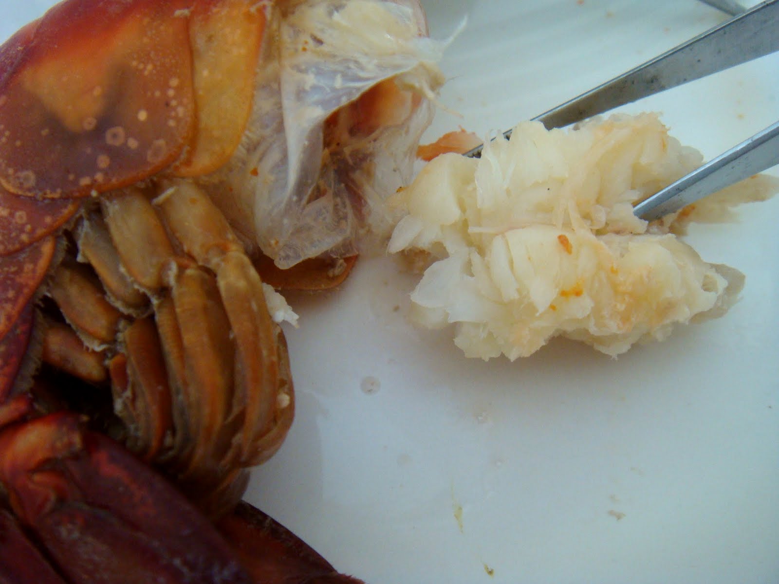 come-se: Pitu do Vale de Maxaranguape