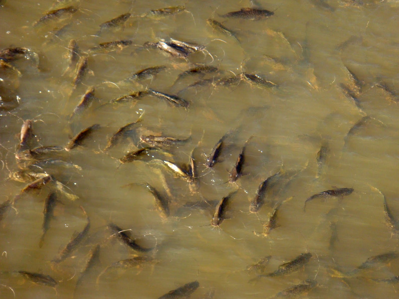 come-se: Um rio piscoso