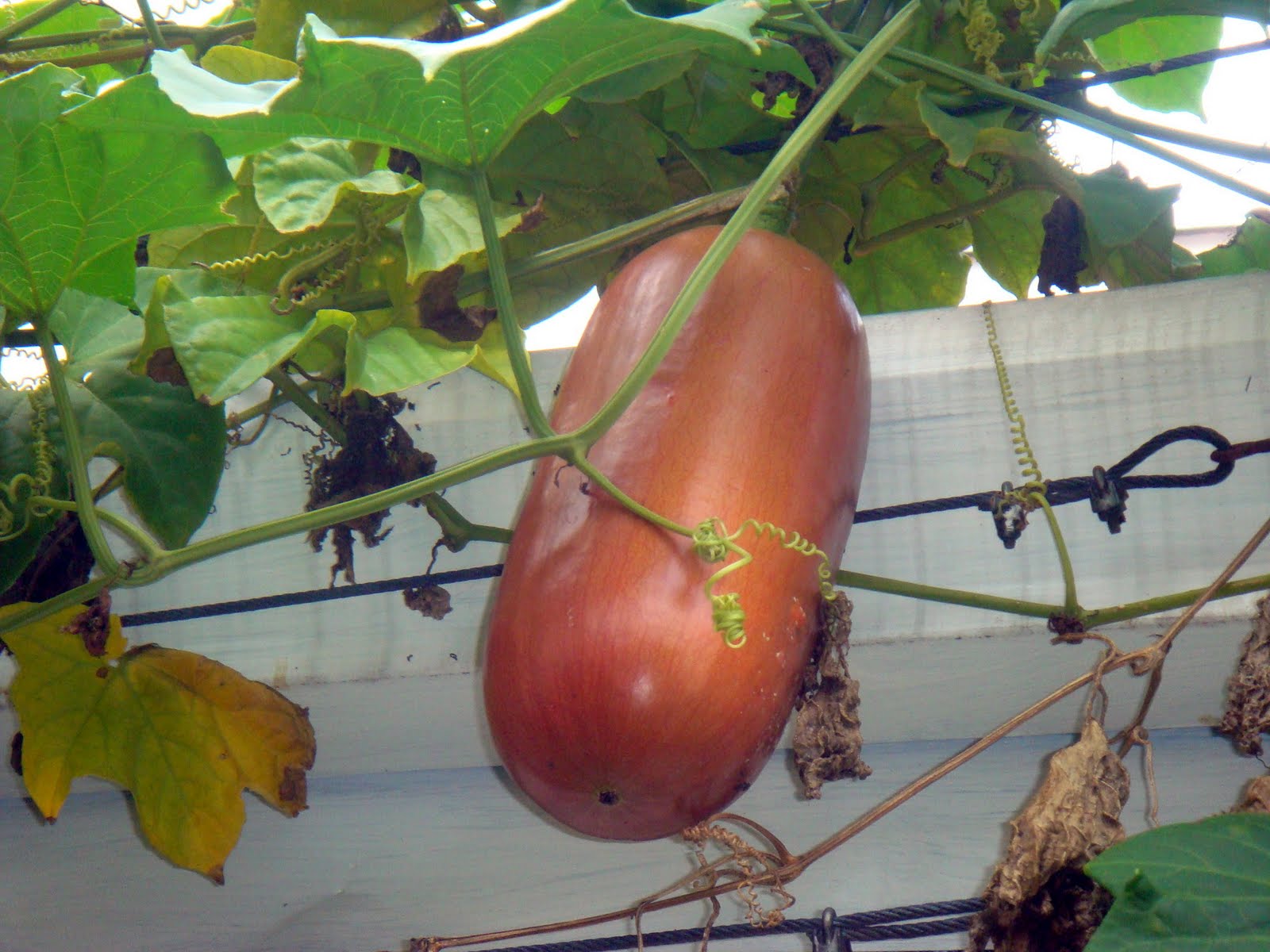 come-se: Cruá do quintal. Purê de cruá. Suco de cruá. Sementes de cruá.