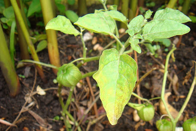 come-se: Minha plantação de camapu / physalis/ saco-de-bode