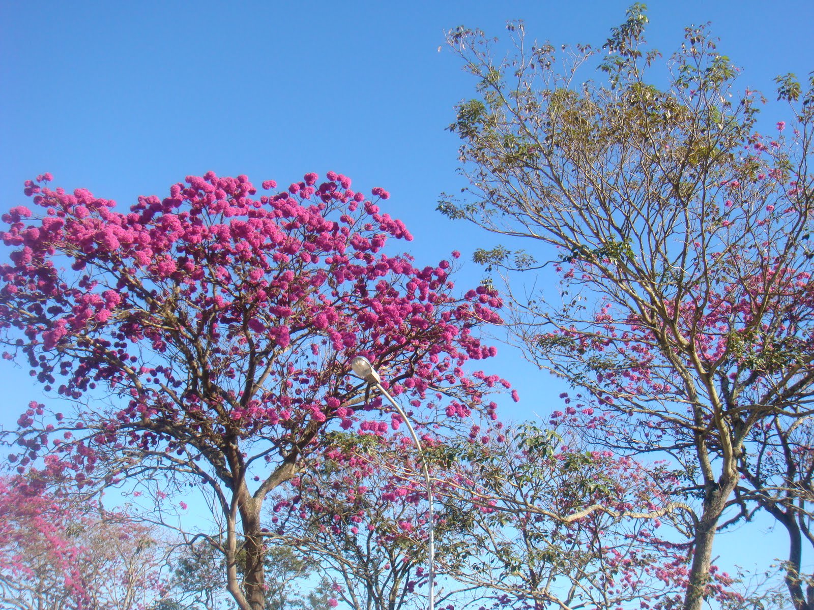 come-se: Ipê-roxo-de-bola. Alimento para corpo e alma