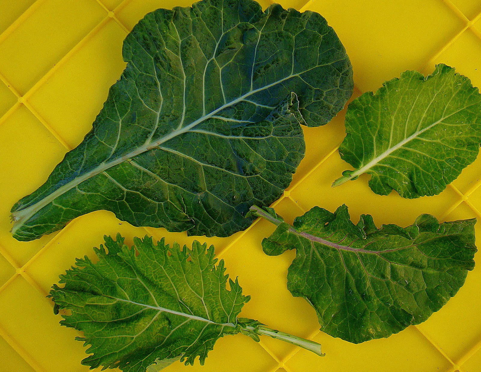 Tipos De Couve Imagens - FDPLEARN