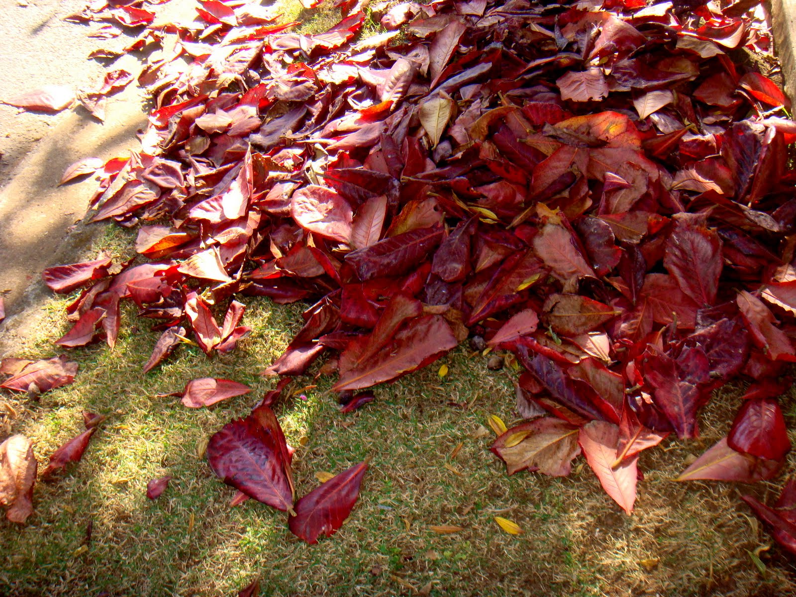 come-se: Sete-copas. As folhas