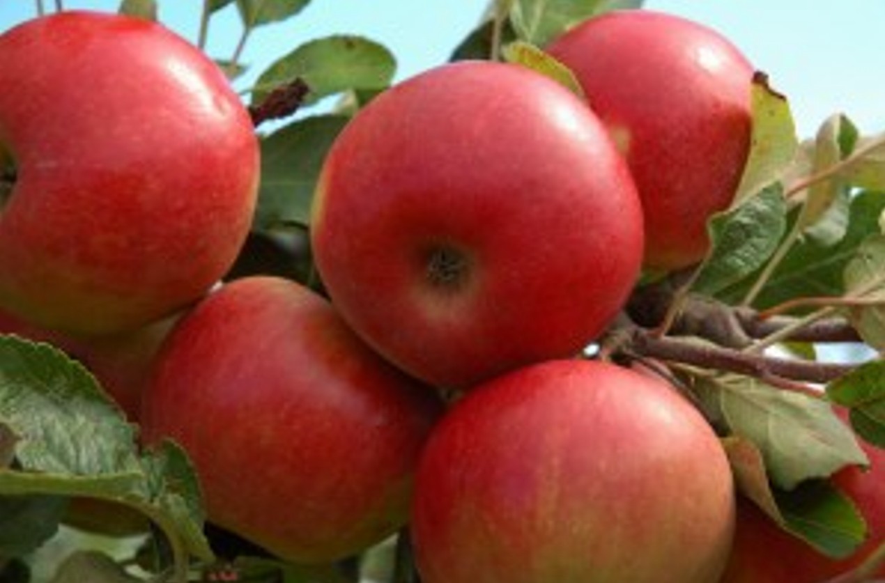 Be Fruitful And Multiply Multiplication be-fruitful-and-multiply-multiplication