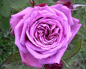 Solferino ~ Alphonse Doré et Noir