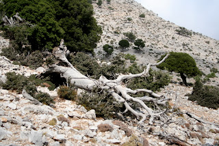 ΟΡΕΙΒΑΤΙΚΟΣ ΣΥΛΛΟΓΟΣ ΑΓΙΟΥ ΝΙΚΟΛΑΟΥ (1ος κύκλος): ΑΦΕΝΤΗΣ ΧΡΙΣΤΟΣ-ΨΑΡΗ ...