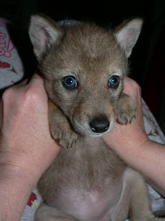 coyotes & opossums: Orphaned little Coyote pup, born with blue eyes
