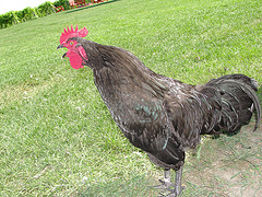 Java breeders: Black Javas