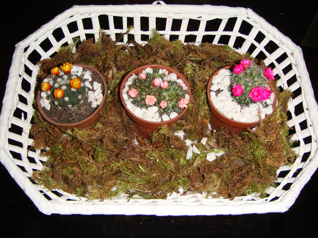 MINI CACTOS - Criar no Dia a Dia