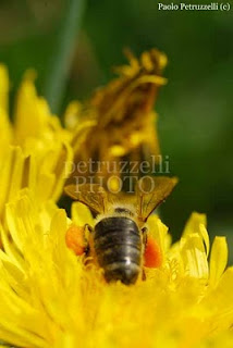 SOS dall'Ape Mellifera dal pianeta Terra: il pane delle api: il polline