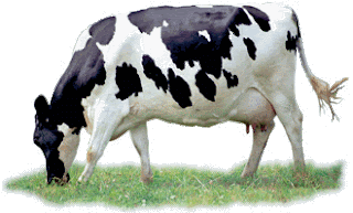 ABACO de CIENCIAS y Nuevas Tecnologìas: China produce su primera vaca ...