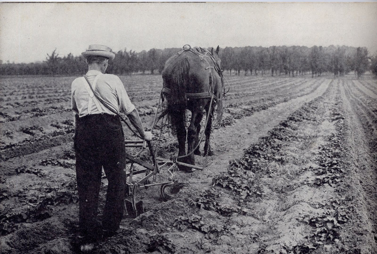 Anyone Can Build A Planet Whizbang Wheel Hoe: Read This Before Your Buy ...