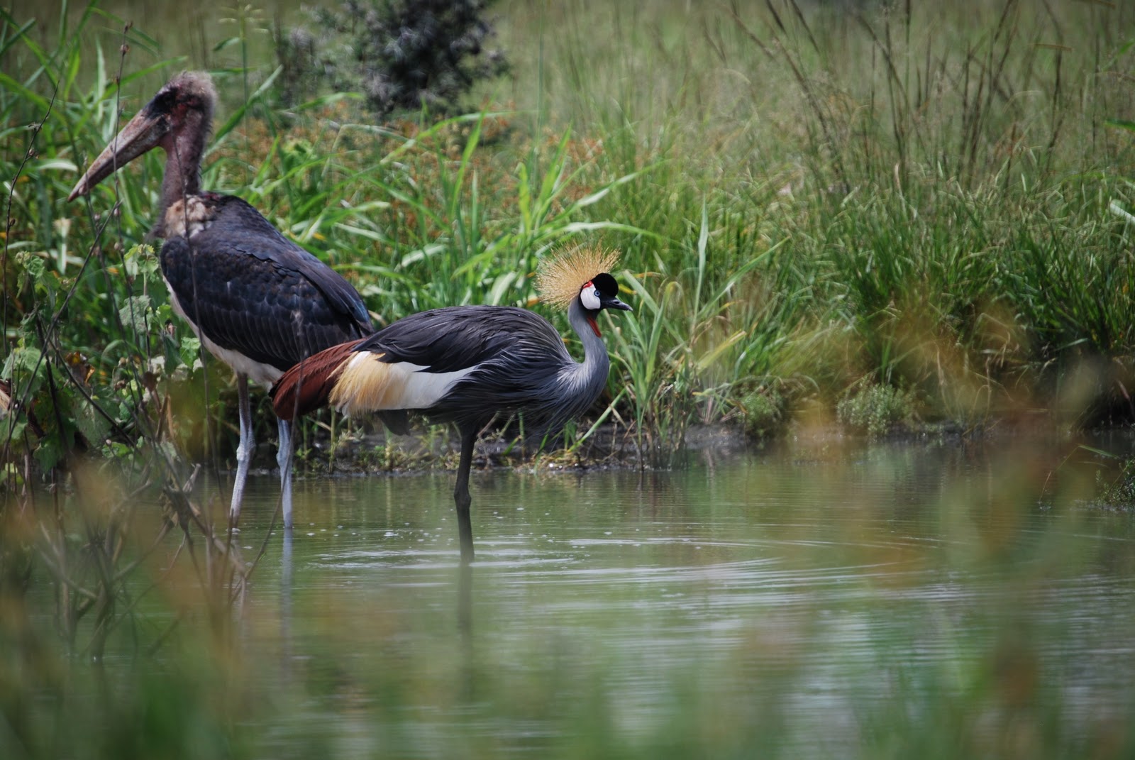 Running from Rhinos: Day 2 in Ruma (Paul's Birthday)