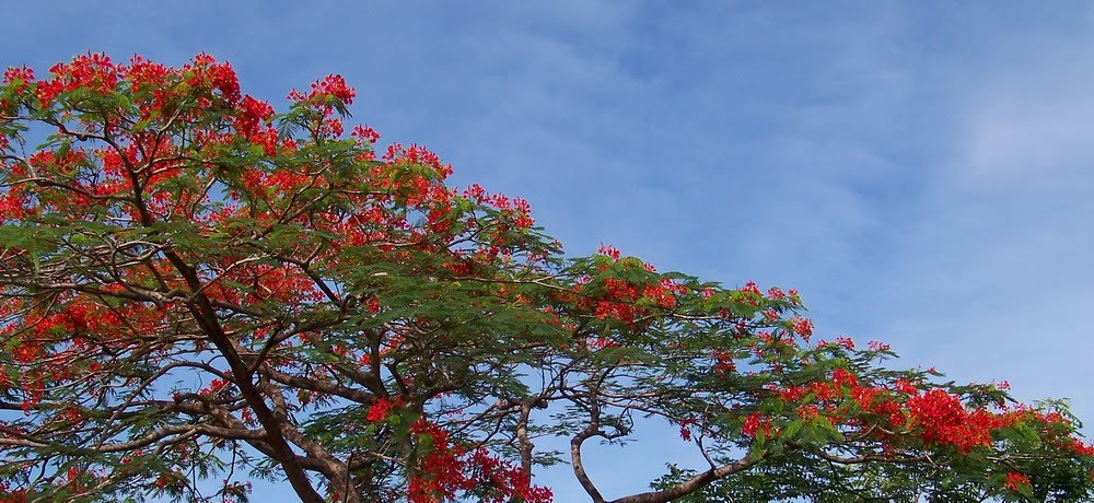 Ide 14+ Bunga Flamboyan, Gambar Bunga