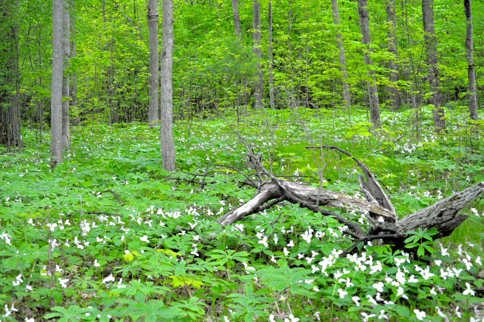 Straightening My Path: Spring Surprises