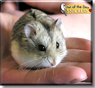 HOBBYPEDIA: Jenis - jenis Hamster