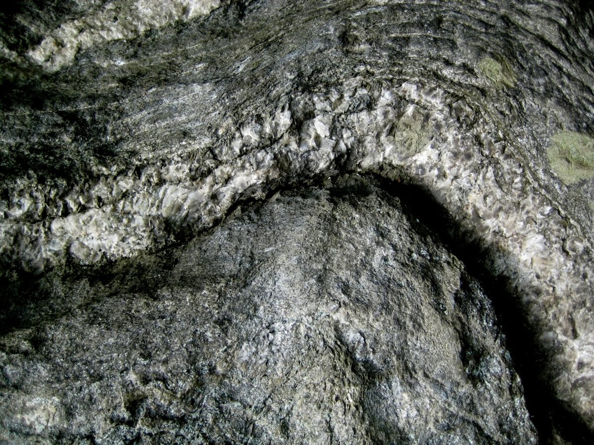 Fossils and Other Living Things: It's Alive